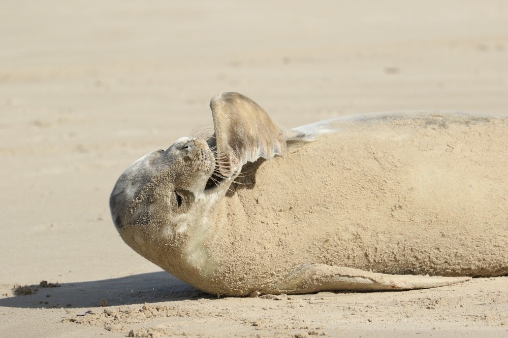 Foca rara é avistada descansando no litoral Sul de Santa Catarina ...